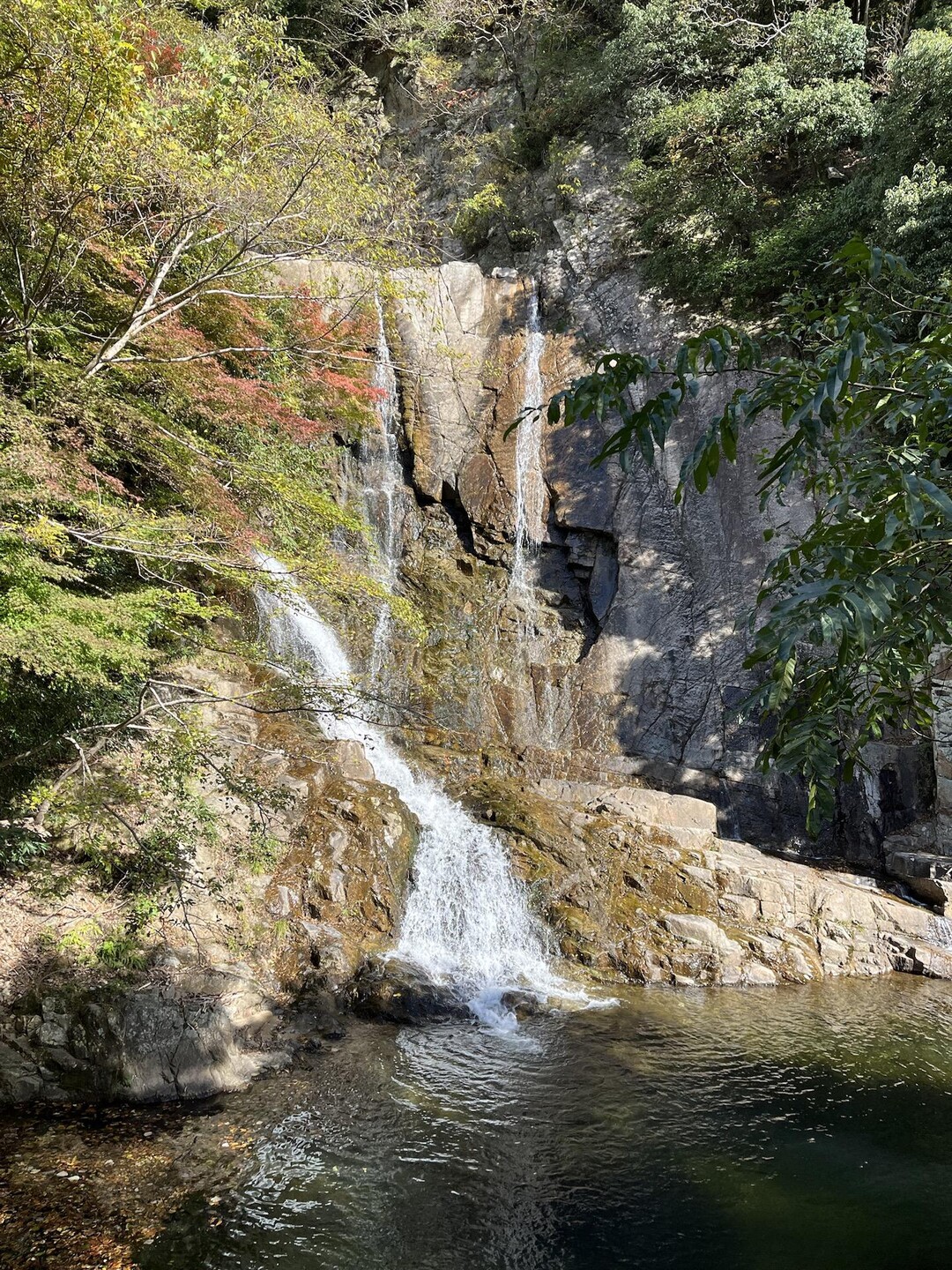 再度公園2024-11-23 / ayumiさんの六甲山・長峰山・摩耶山の活動データ | YAMAP / ヤマップ