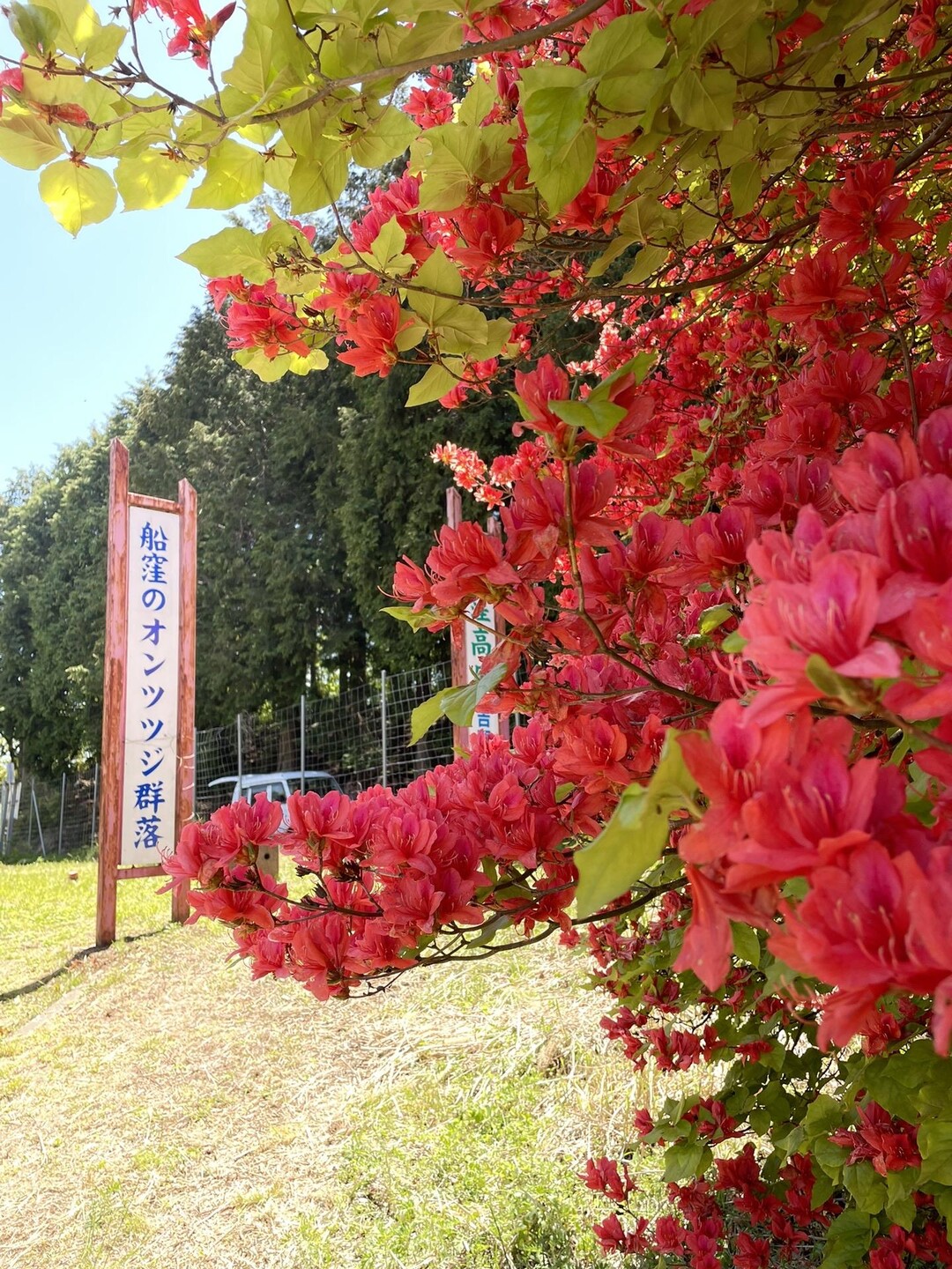 船窪オンツツジ🌹 / choco*1203さんの高越山・奥野々山の活動データ | YAMAP / ヤマップ