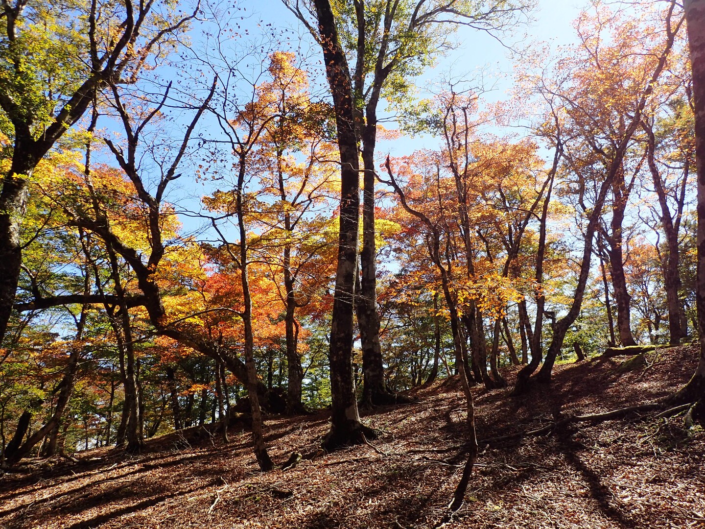 黄葉🍁探しに台高縦走路を笹ヶ峰 / sigeさんの桧塚奥峰・明神岳・薊岳の活動データ | YAMAP / ヤマップ