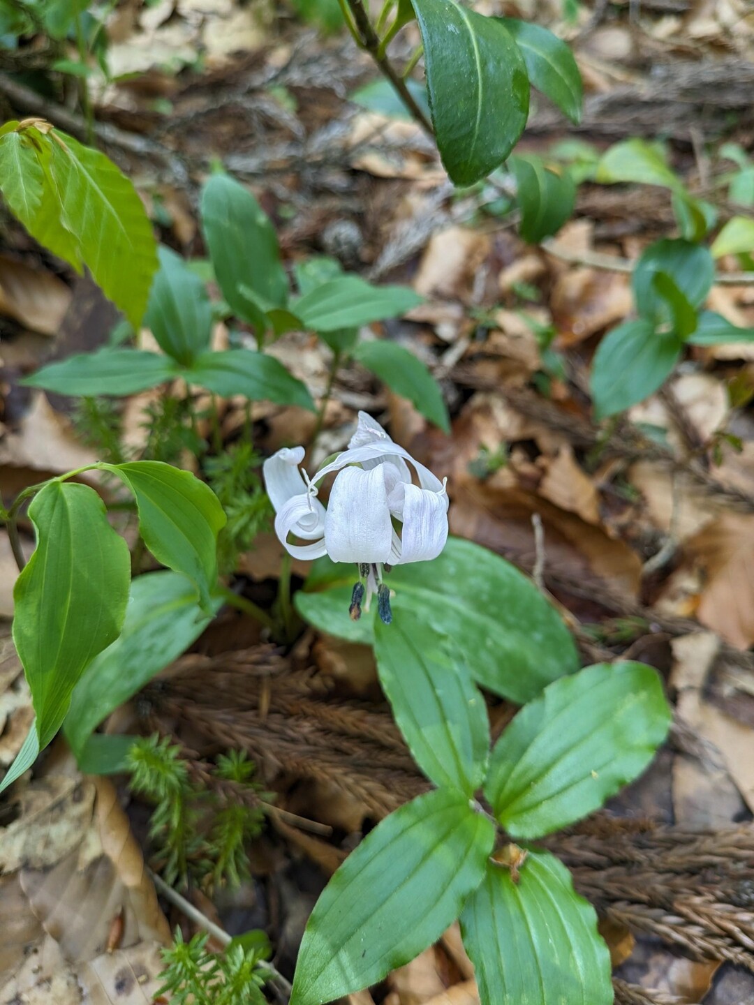 吉和冠山 / jonasanさんの登山の活動データ | YAMAP / ヤマップ