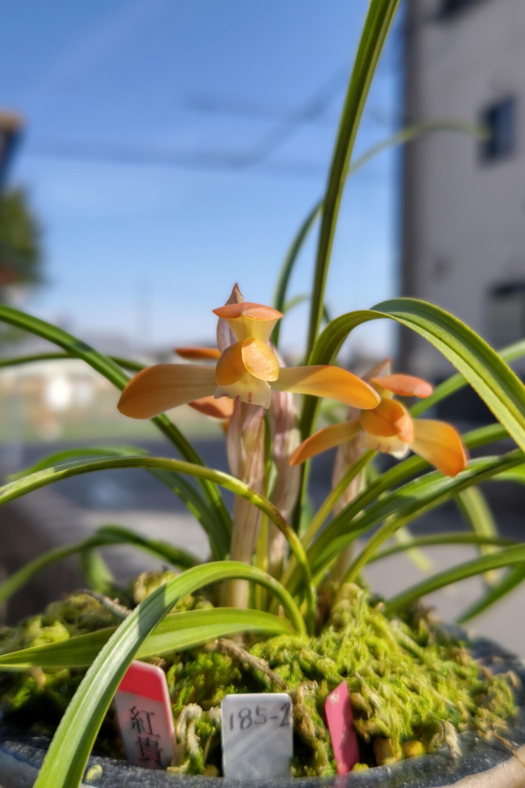 今週は春蘭展示会🌸 開催日を2週間遅く... / kouchanさんのモーメント | YAMAP / ヤマップ