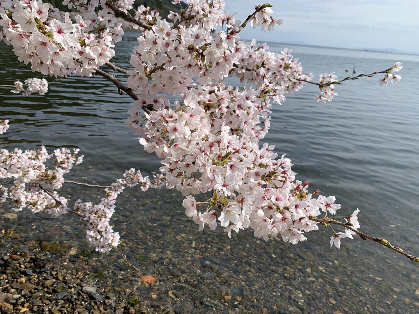 大比叡と🌸海津大崎🌸 / Lucy mさんの比叡山・横高山・梶山の活動日記 | YAMAP / ヤマップ