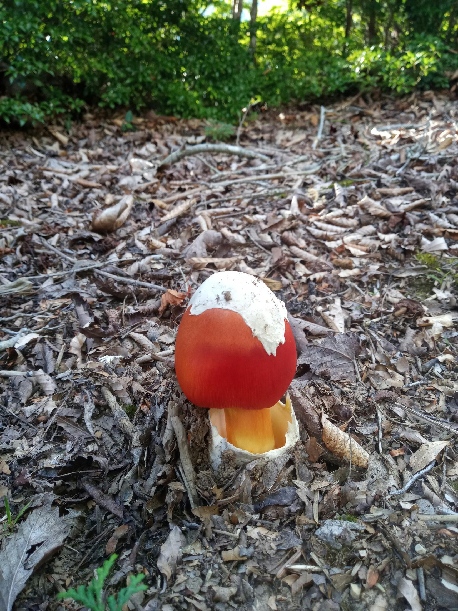 大峯奥駈道 / wwさんの釈迦ヶ岳・大日岳・涅槃岳の活動データ | YAMAP / ヤマップ