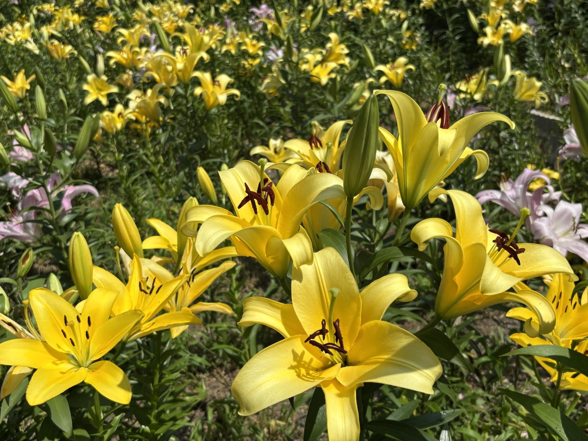 近くの可睡ゆりの園を散歩。斜面一面の百合... / ちいさんのモーメント | YAMAP / ヤマップ