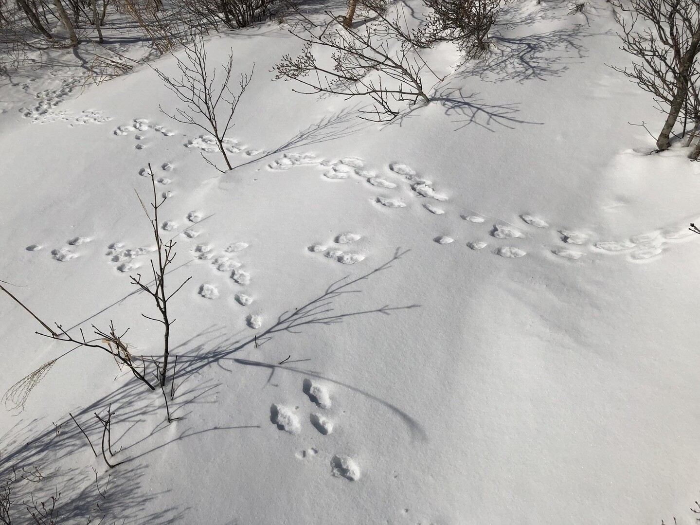 泉ヶ岳 / shanneiさんの船形山（御所山）・泉ヶ岳・蛇ヶ岳の活動データ | YAMAP / ヤマップ