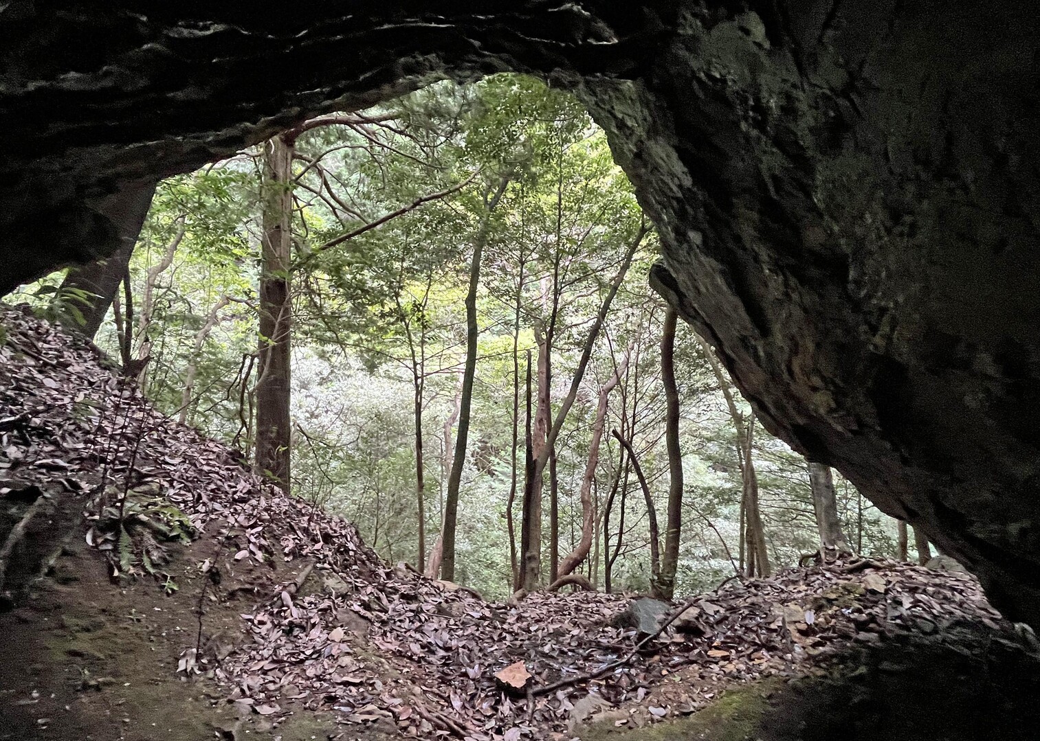 八曾山（黒平山）・厳頭洞 2023-08-26 / wtaxus わたくさすさんの八曽山の活動データ | YAMAP / ヤマップ