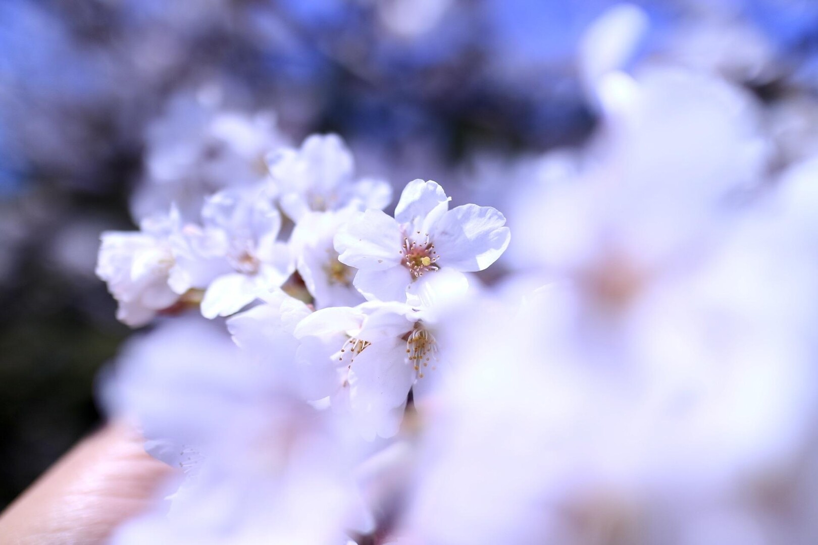 2020年4月11日 光城山⛰911m / S.hirokiさんのモーメント | YAMAP / ヤマップ