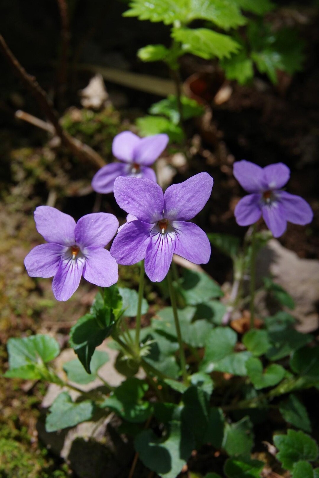 愛鷹山34/36富嶽三十六景🗻 / pockyさんの愛鷹山・大岳・黒岳の活動データ | YAMAP / ヤマップ