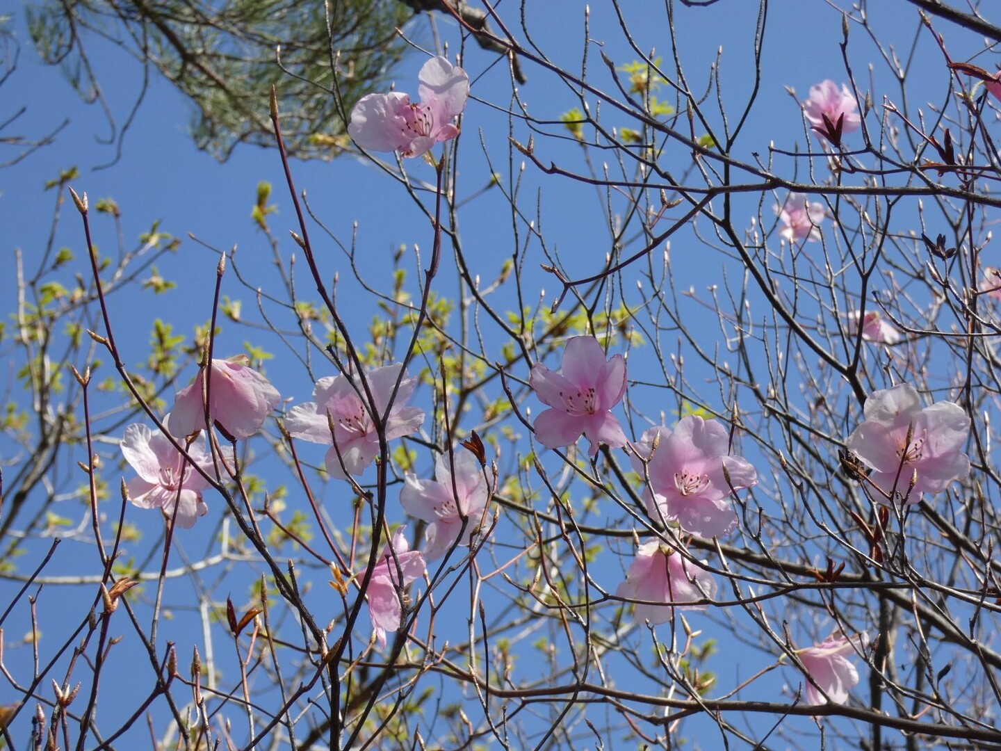 ャシォ山-2024-03-31 / 🎶G-DRAGON🎶さんの両崖山・仙人ヶ岳・石尊山の活動データ | YAMAP / ヤマップ