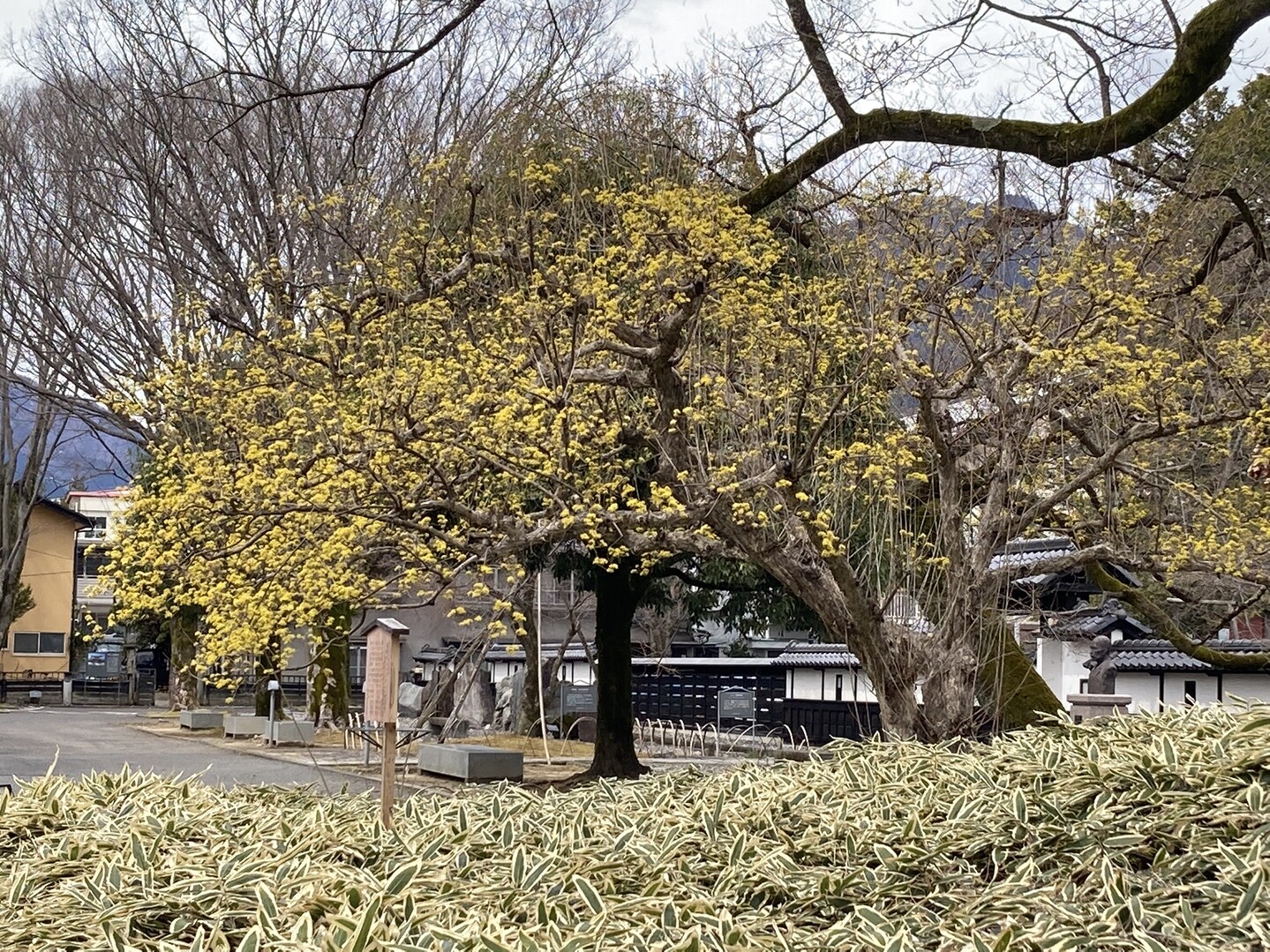 飯田市美術博物館。サンシュユがきれいです... / kyomingさんのモーメント | YAMAP / ヤマップ