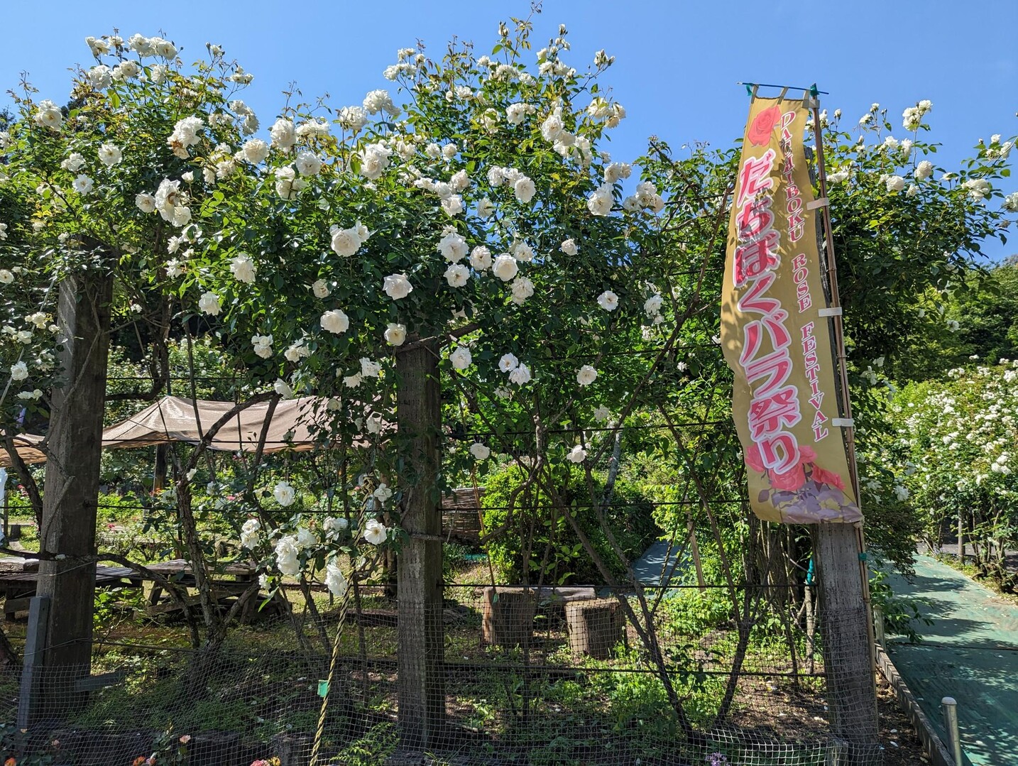 リベンジ！バラ園ハイク / mktさんの金華山・洞山・舟伏山の活動データ | YAMAP / ヤマップ