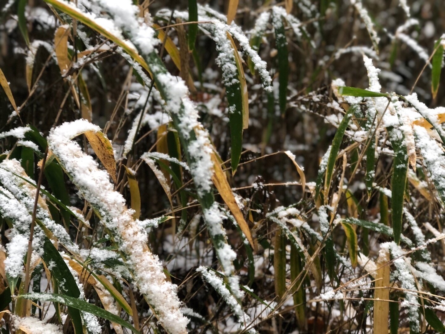 有馬富士 / ♬ Mii ♬さんの有馬富士の活動データ | YAMAP / ヤマップ