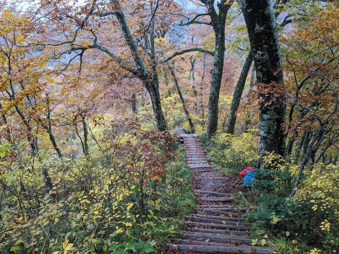 大山（弥山） / taさんの大山・甲ヶ山・野田ヶ山の活動データ | YAMAP / ヤマップ