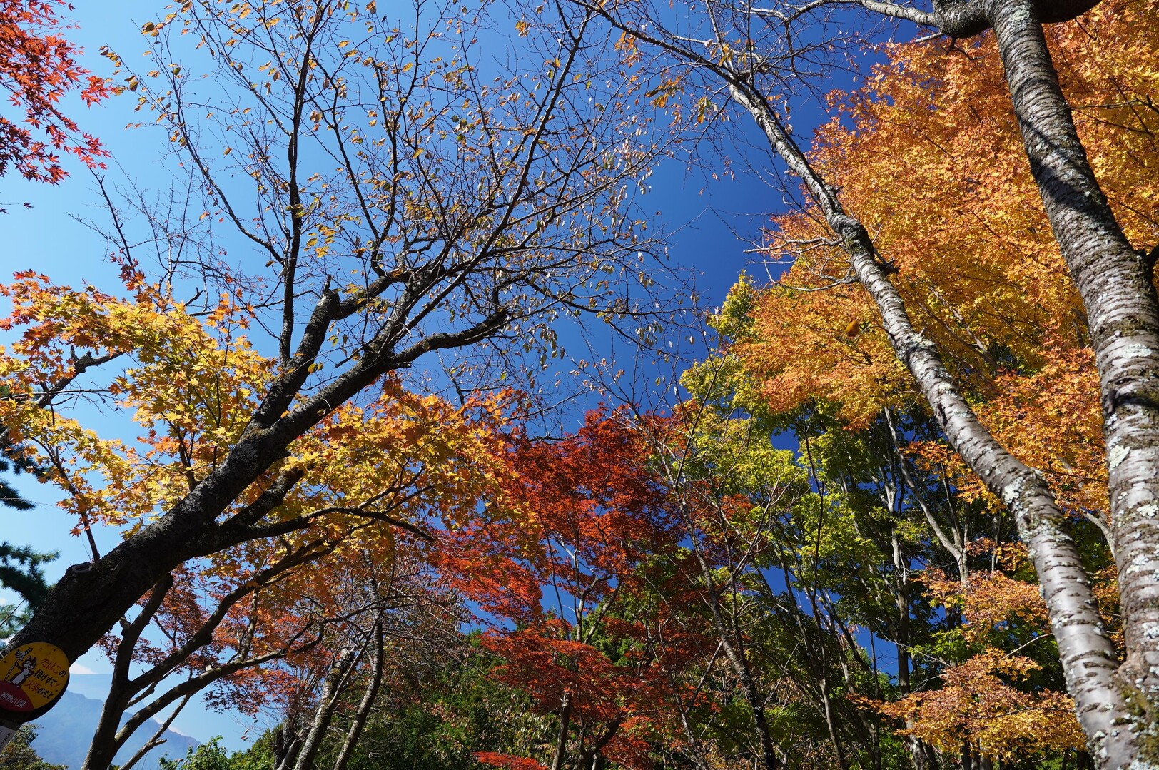 稲荷山・高尾山・城山（小仏城山）・峰尾山 / rioさんの高尾山・陣馬山・景信山の活動データ | YAMAP / ヤマップ