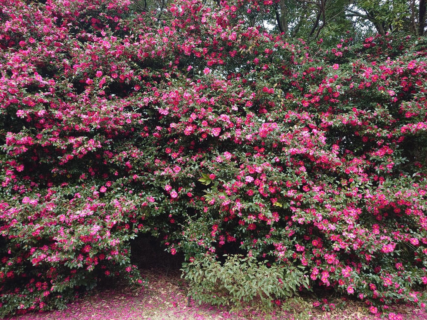 TTT sec.4-6 赤門から皇居前まで / んたんさんのTokyo Tree Trek (Section 4)の活動データ | YAMAP / ヤマップ