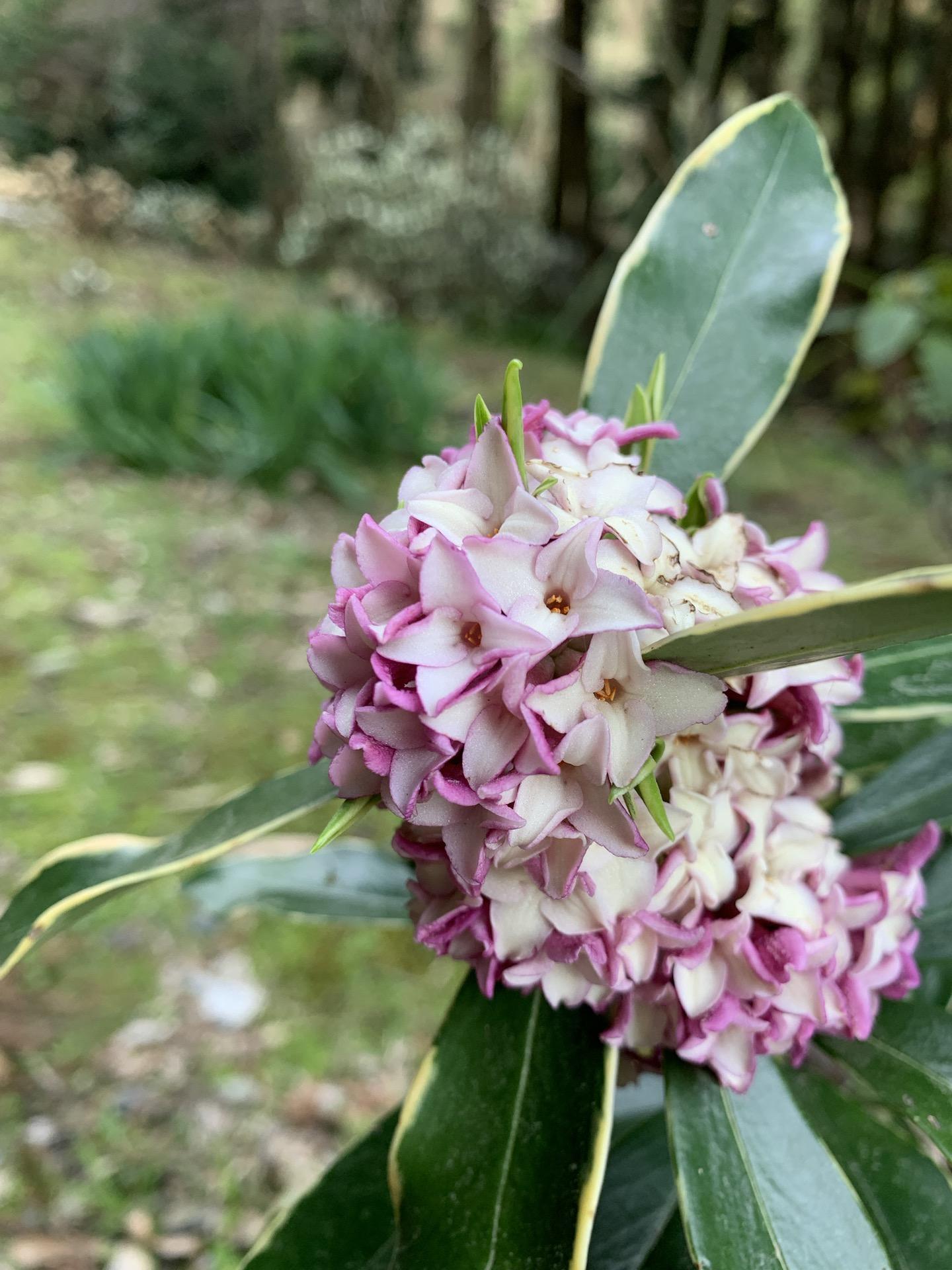 魅惑の💜 甘い香りに包まれる 赤... / 海月さんのモーメント | YAMAP / ヤマップ