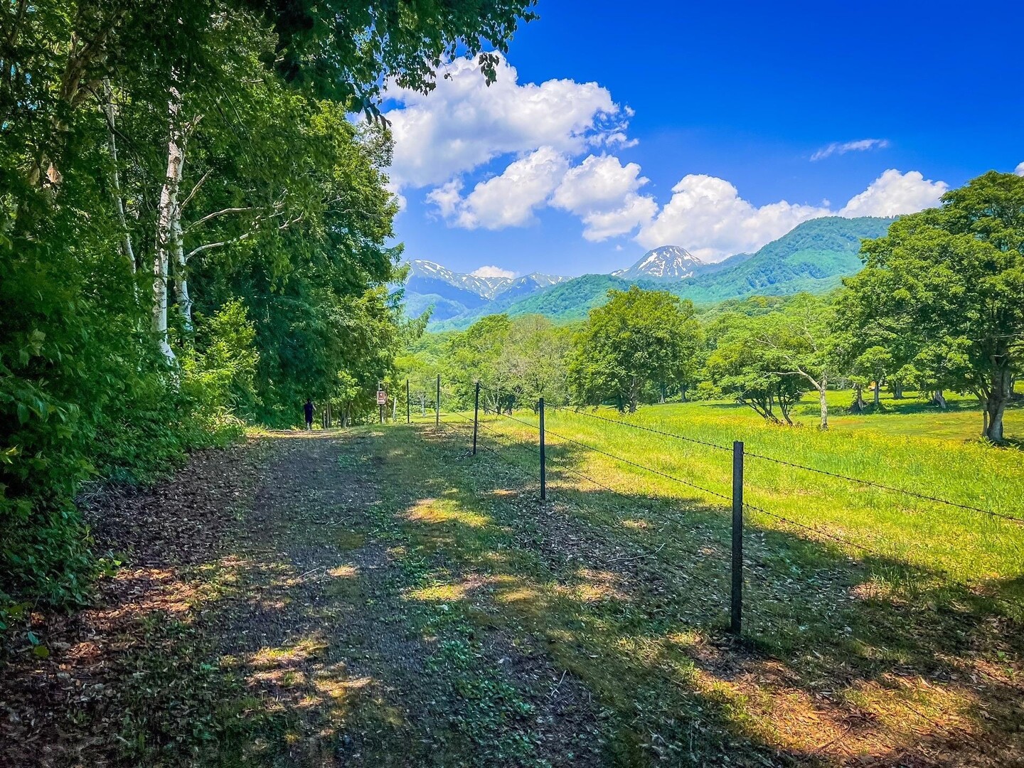 ROCKIN' BEAR 妙高 2024 / t. katoさんの妙高山・火打山の活動日記 | YAMAP / ヤマップ