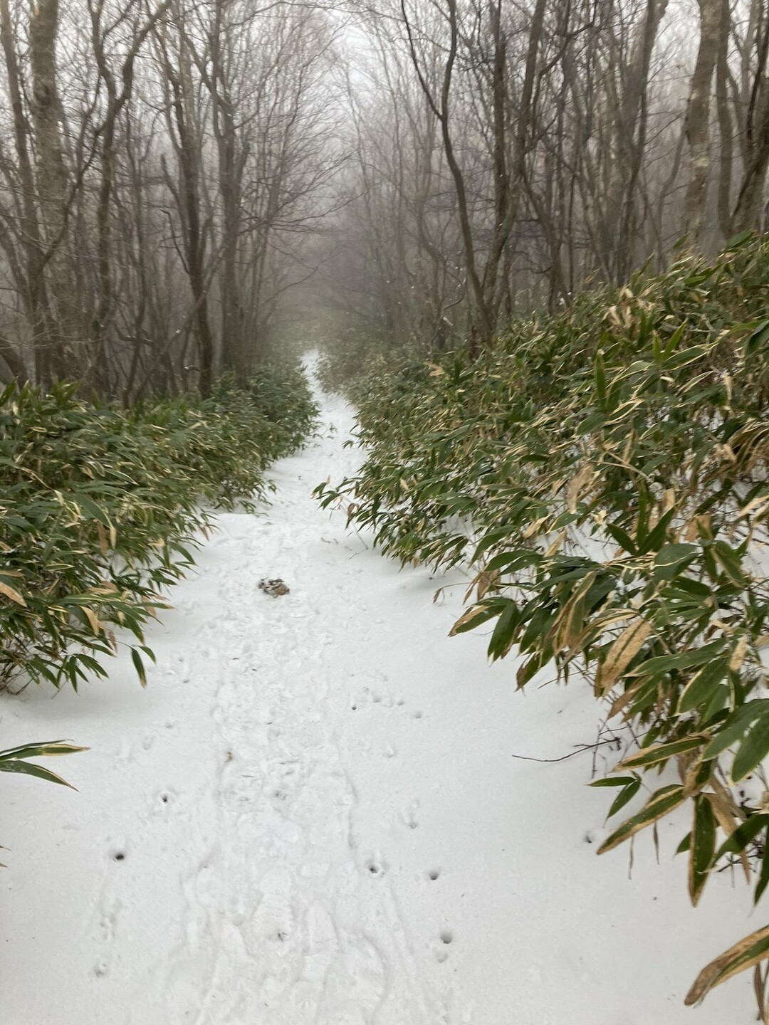 蛇峠山1（阿智セブン2） / senさんの蛇峠山の活動データ | YAMAP / ヤマップ