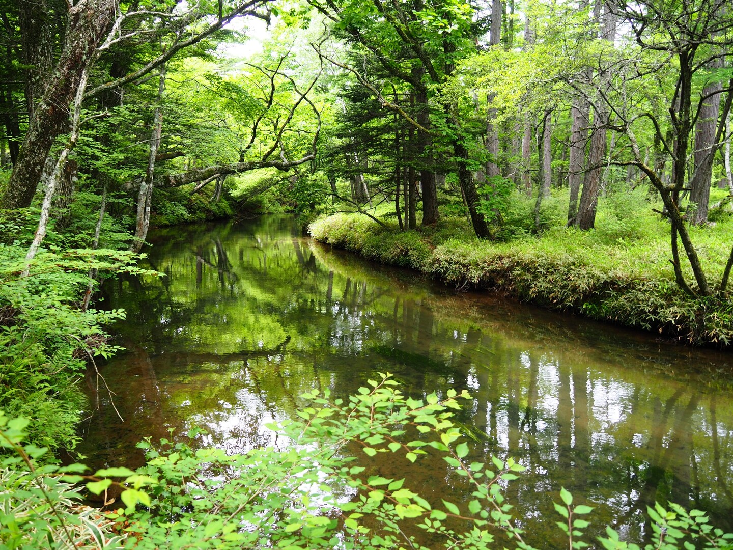 戦場ケ原&小田代原 / suzuさんの男体山の活動データ | YAMAP / ヤマップ