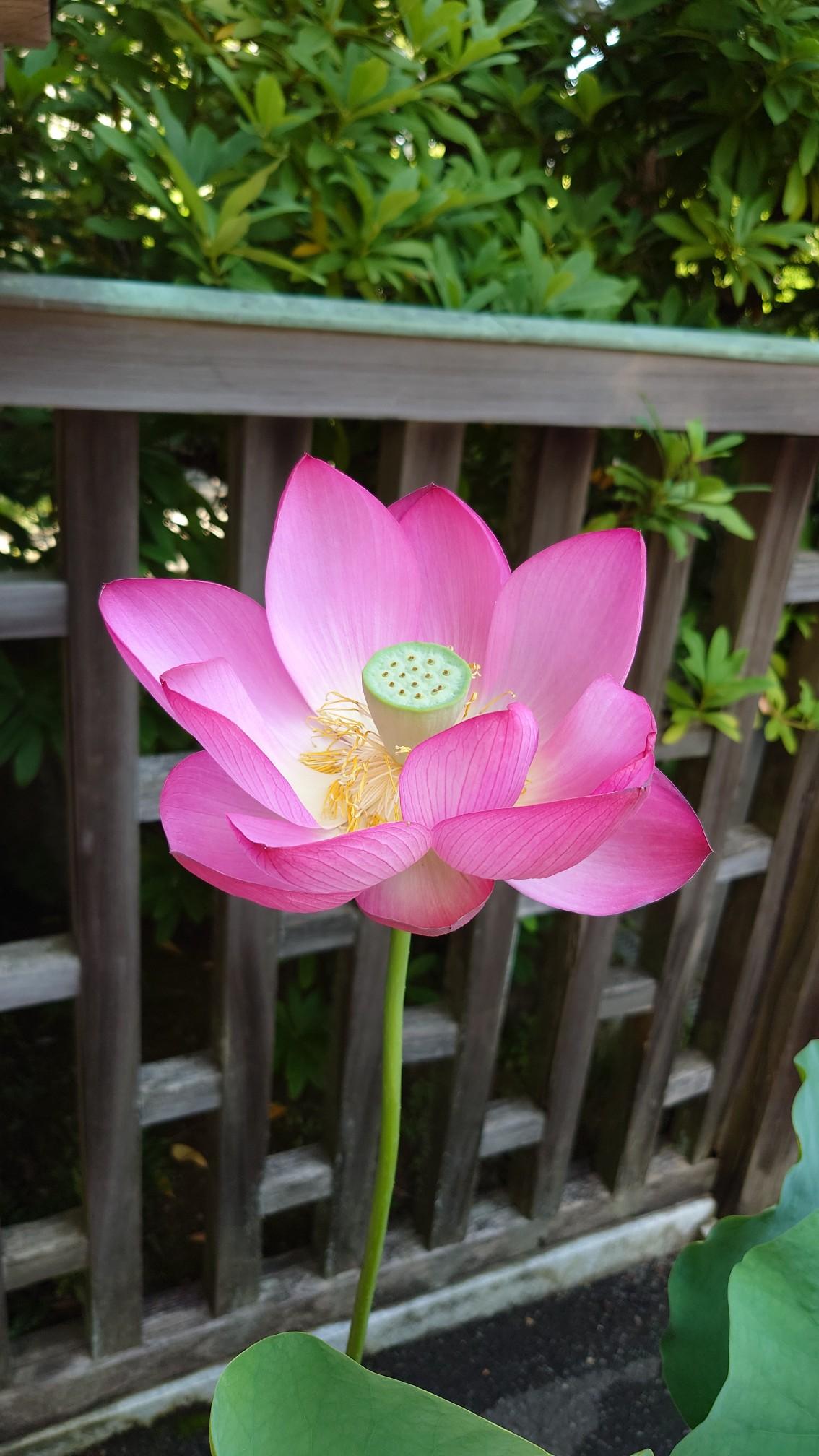 高尾山で🐛やら🍄探し / やっほー猫さんのウォーキングの活動データ | YAMAP / ヤマップ