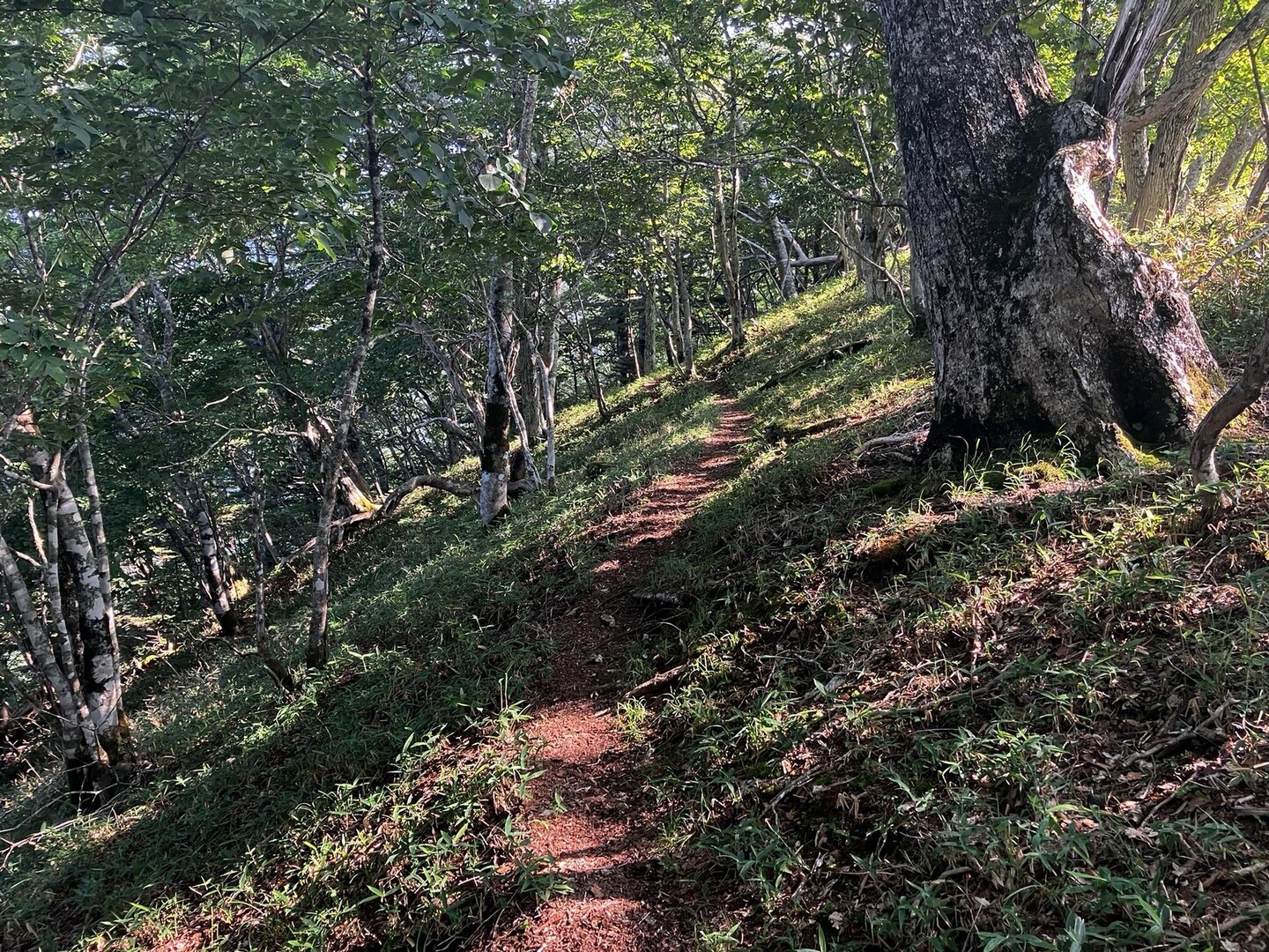 日留賀岳 / 727Kさんの日留賀岳の活動データ | YAMAP / ヤマップ