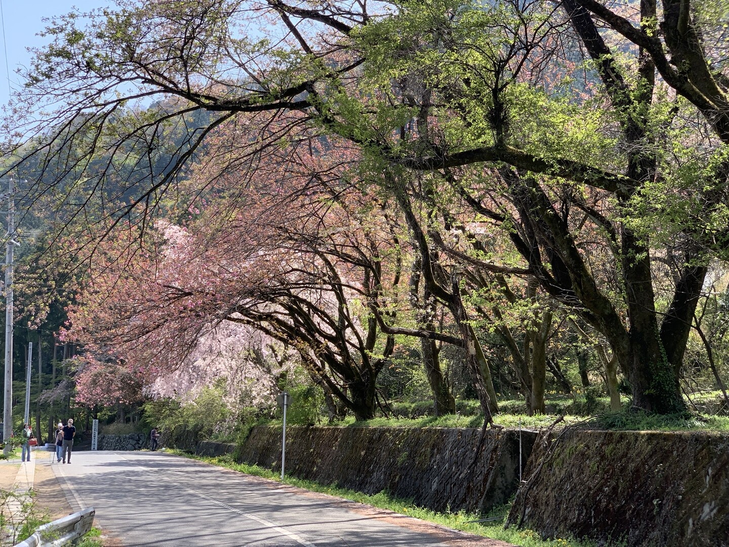 池田山 / fukapuさんの池田山の活動データ | YAMAP / ヤマップ