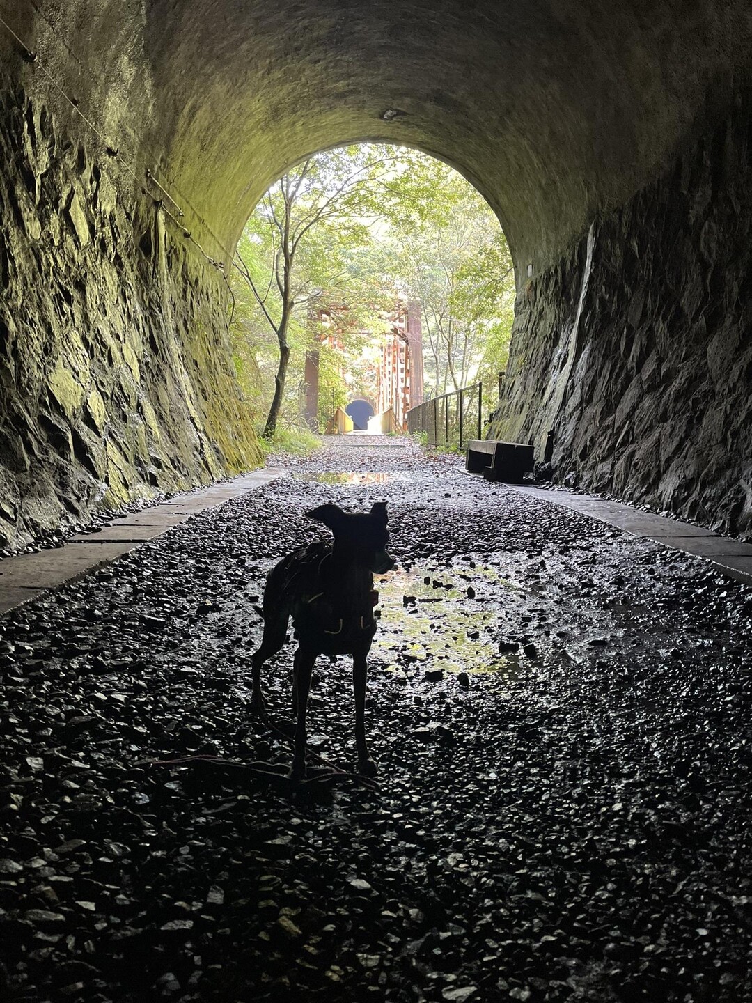 旧国鉄福知山線廃線跡ハイキング with my dog! / hiroyuki-ghibli🦮さんの中山・大峰山の活動データ | YAMAP ...