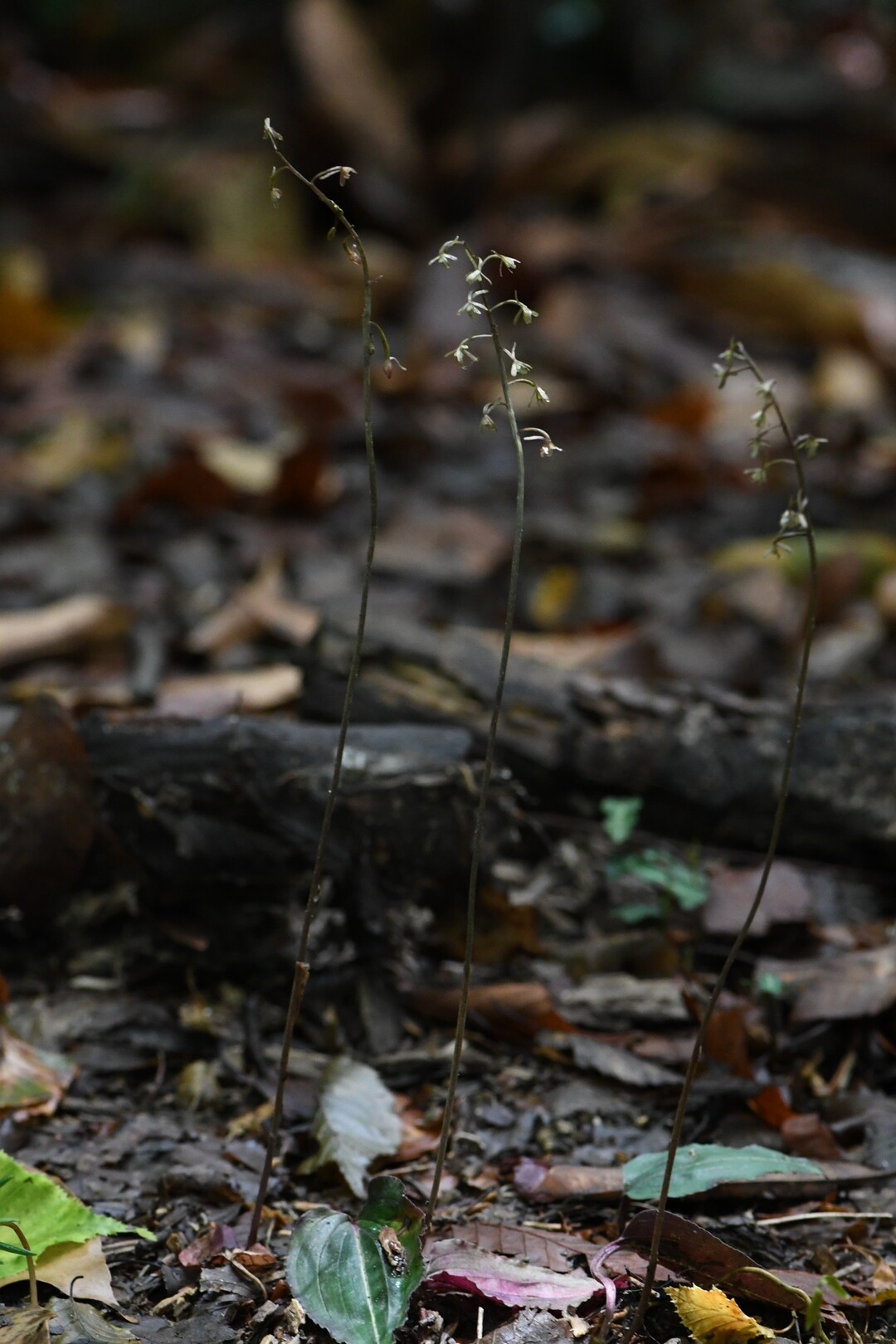 高尾山蛇滝道、1、4号路 22.05.3... / TAKKUNさんのモーメント | YAMAP / ヤマップ