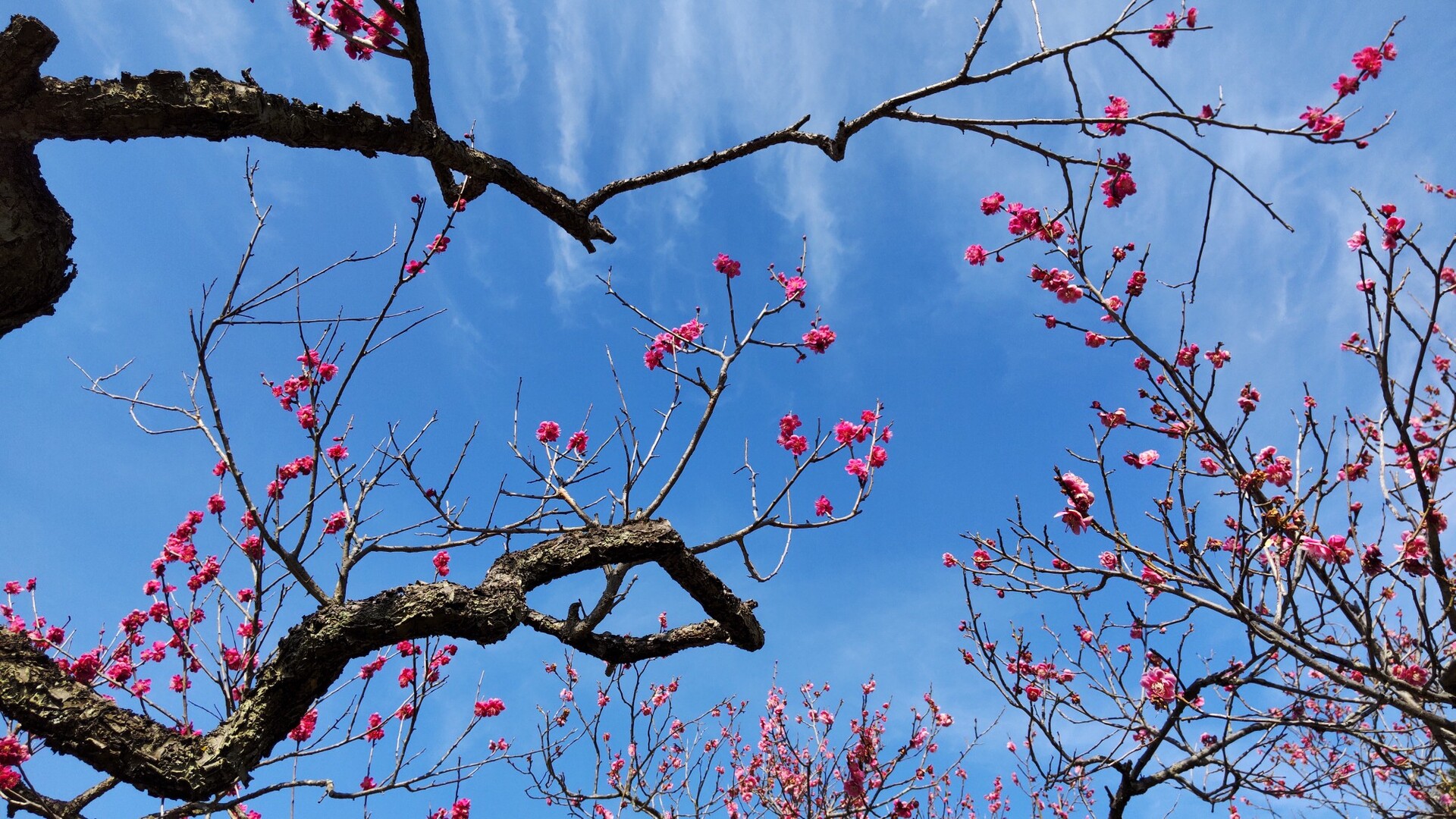 今週は山登り、トレッキングは一休みで公園... / MMMさんのモーメント | YAMAP / ヤマップ