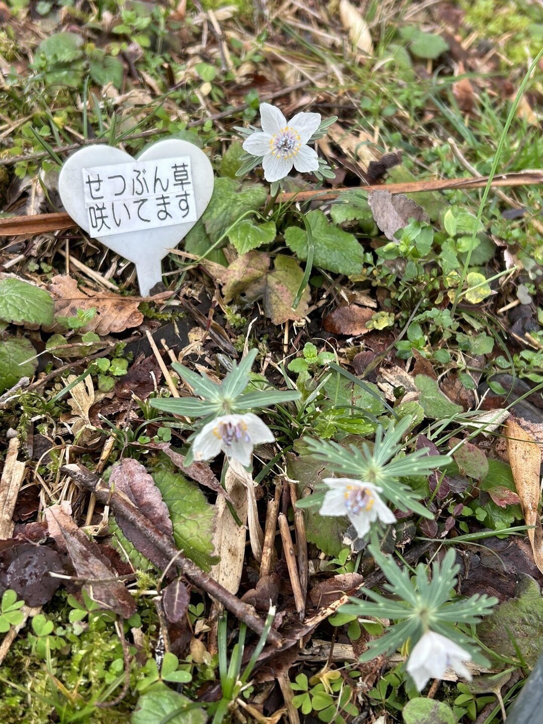 セツブンソウ2024-02-23 / umi chanさんの烏帽子山の活動データ | YAMAP / ヤマップ