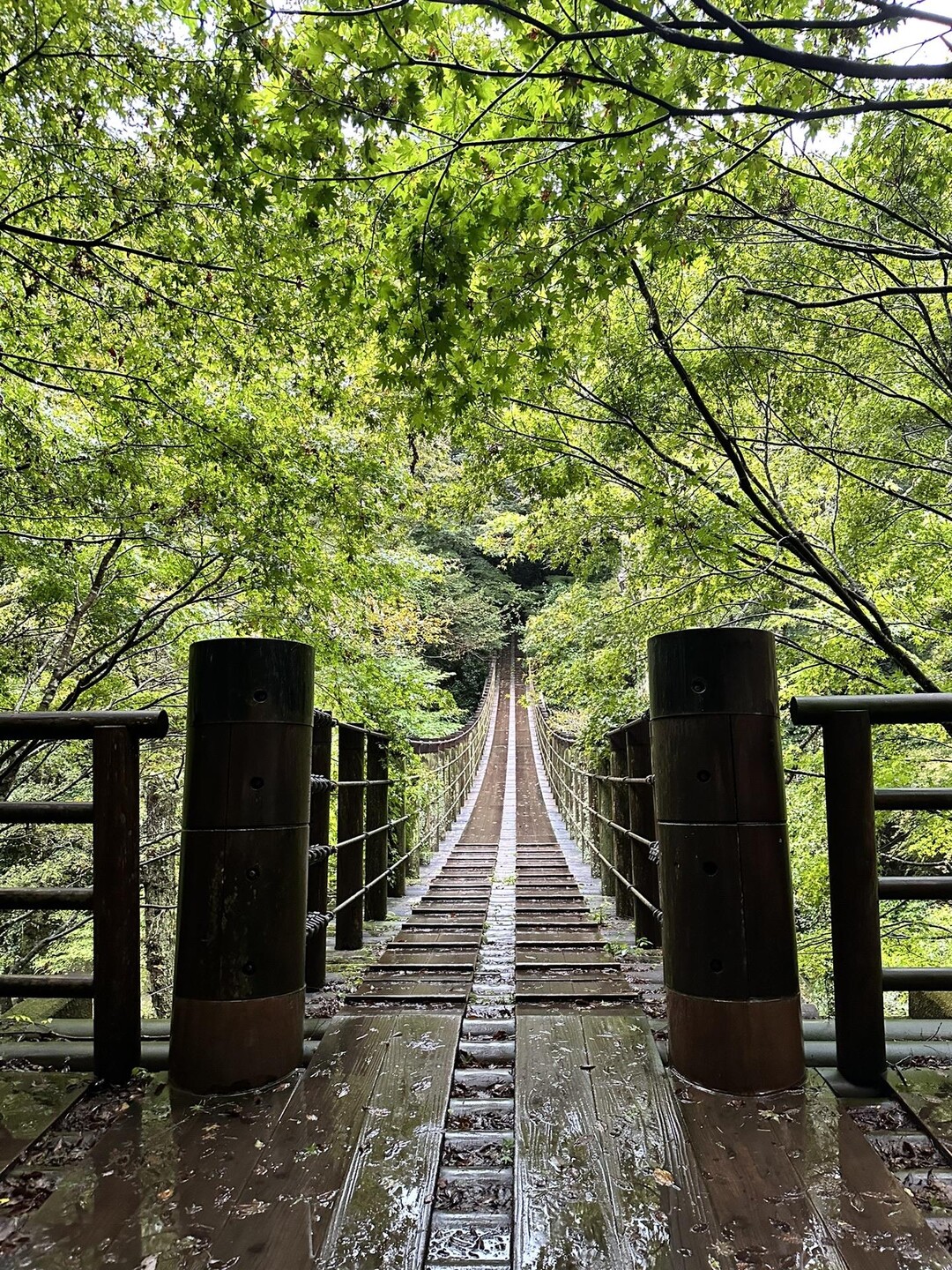 にゃんsと猫旅😸😸高鈴山 / amiさんの各務原アルプス（関南アルプス）・八木三山の活動データ | YAMAP / ヤマップ