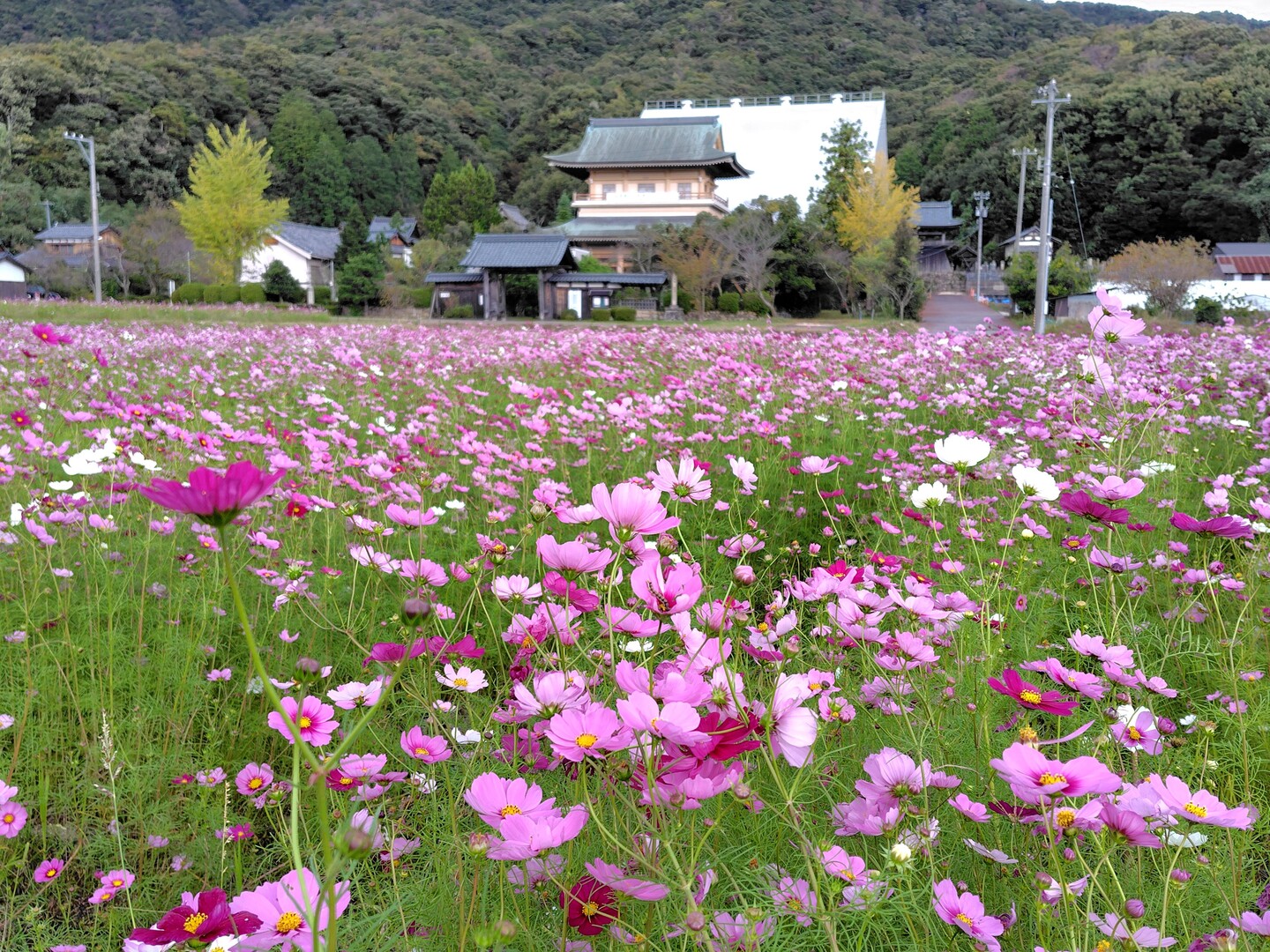 原の西福寺の前のコスモス畑を覗いてみまし... / Mr.slimさんのモーメント | YAMAP / ヤマップ