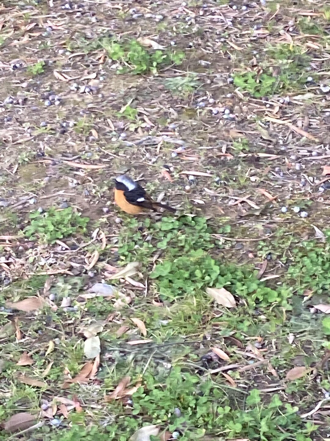 皿倉山 / hideさんの皿倉山・花尾山・帆柱山の活動データ | YAMAP / ヤマップ