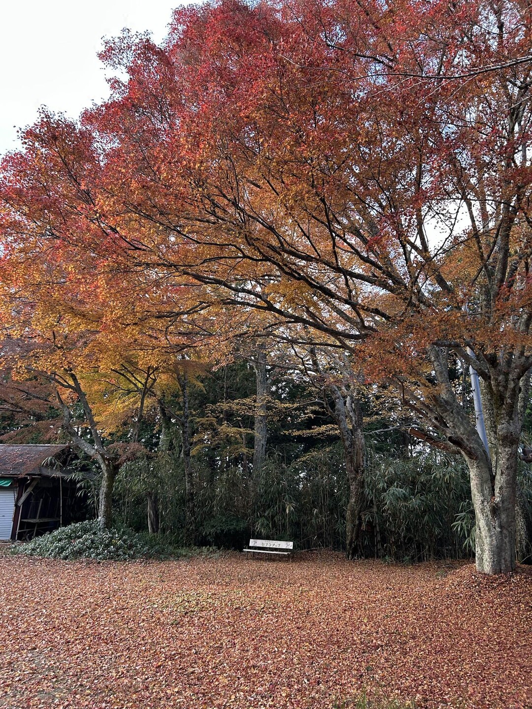 288回 金剛山 ワサビ谷↗︎千早城跡↘︎ / mieさんの金剛山・二上山・大和葛城山の活動データ | YAMAP / ヤマップ