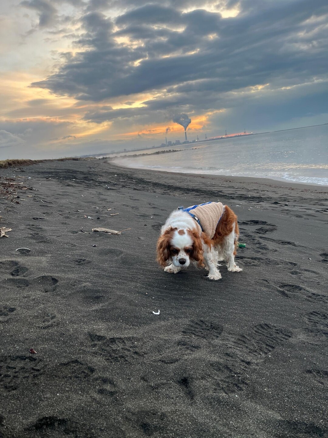 タントと🐶ウォーキング-2024-12-11 / Mr.Masaさんのウォーキングの活動データ | YAMAP / ヤマップ
