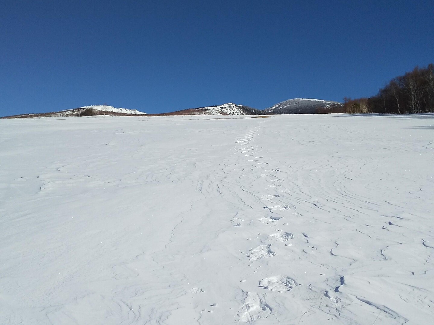 四阿高原 スノーハイク / moozさんの四阿山・根子岳の活動データ | YAMAP / ヤマップ