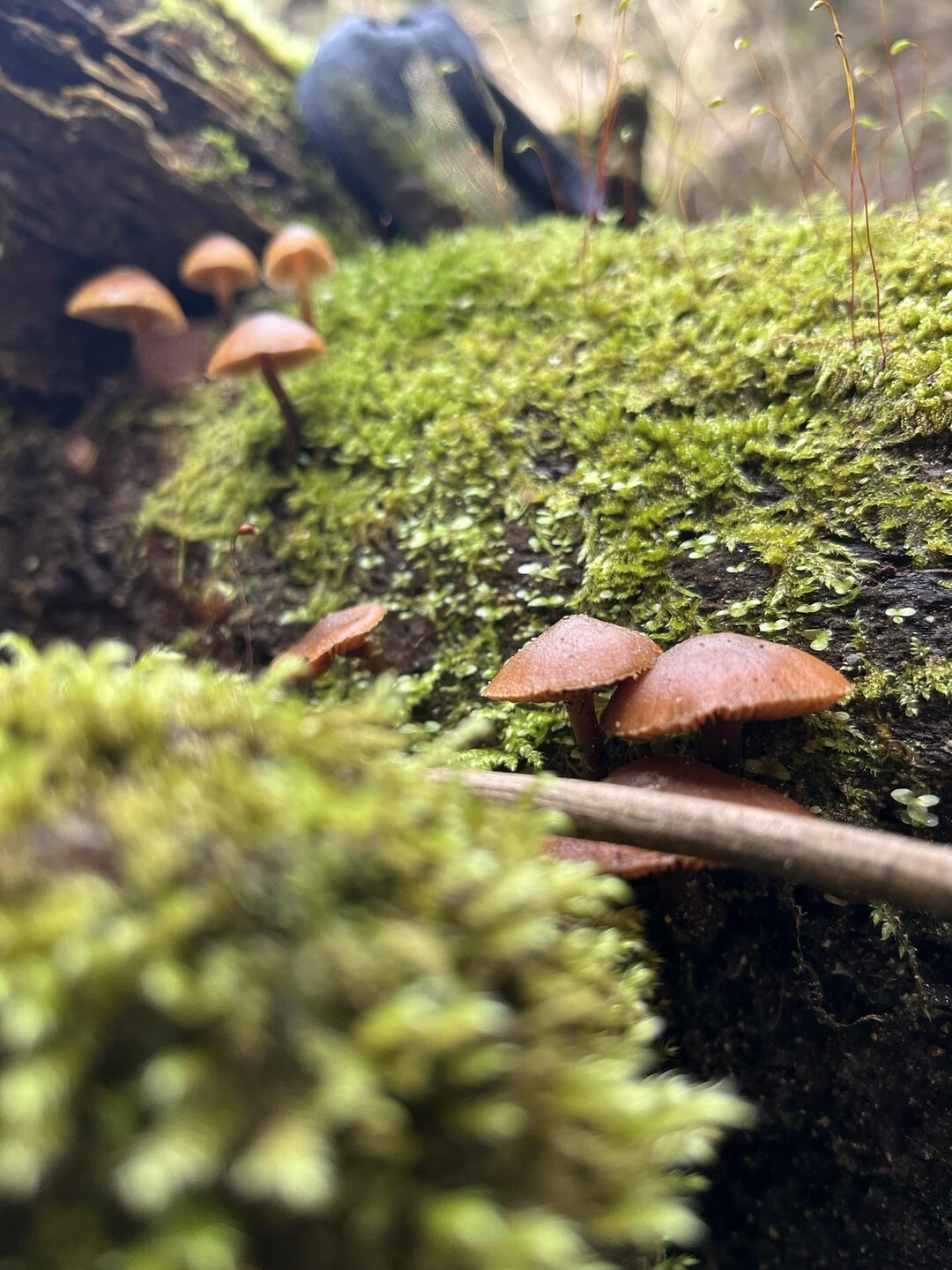 金剛山(19)寺谷ルート。 / hacoさんの金剛山・二上山・大和葛城山の活動データ | YAMAP / ヤマップ