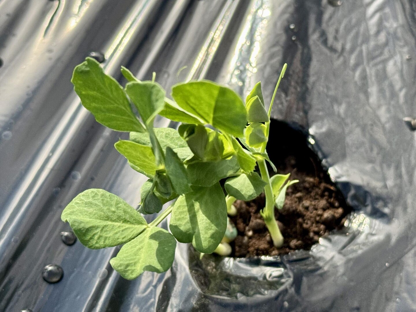 土曜日の外遊びは畑ップでした。 スナップ... / subrosaさんのモーメント | YAMAP / ヤマップ