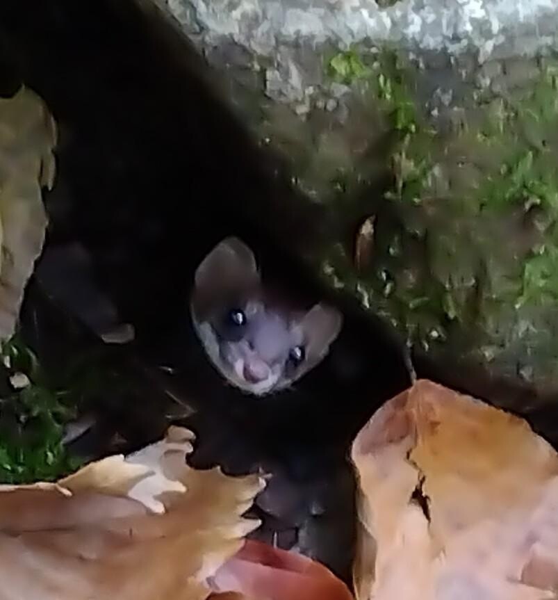 先日尾瀬で初めてオコジョに遭遇しました。... / k.mimuさんのモーメント | YAMAP / ヤマップ