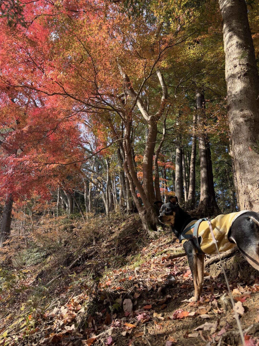 宮ヶ瀬湖畔園地から春ノ木丸周回 / KAORIさんの大山の活動日記 | YAMAP / ヤマップ