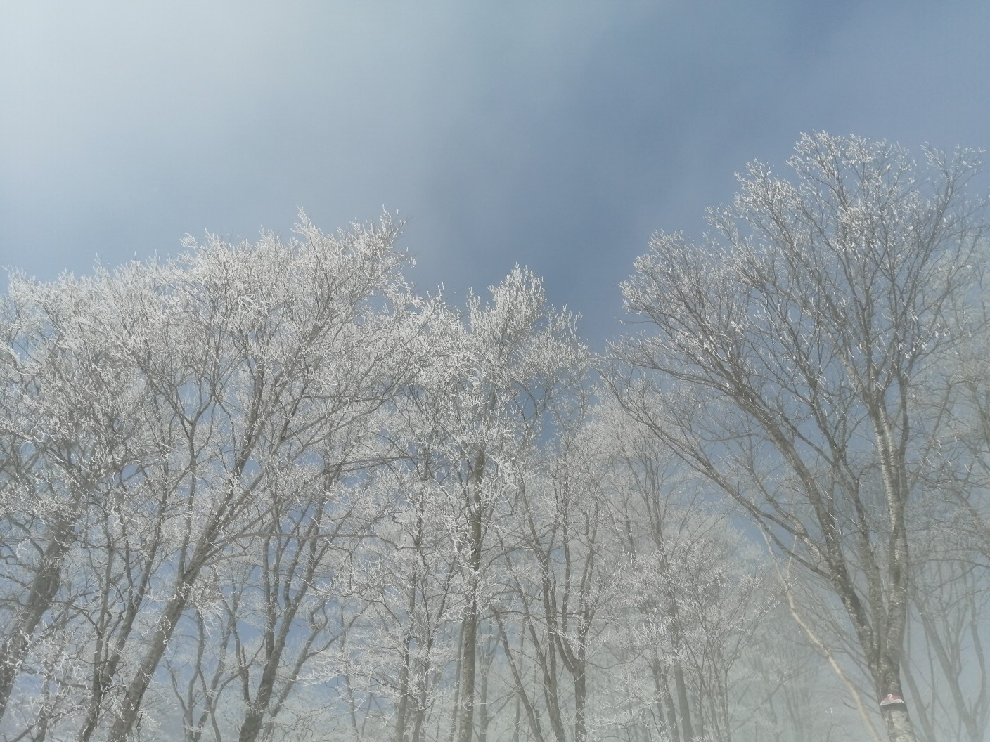 赤倉リゾートに行って来ました 2枚目、... / JuJu さんのモーメント | YAMAP / ヤマップ