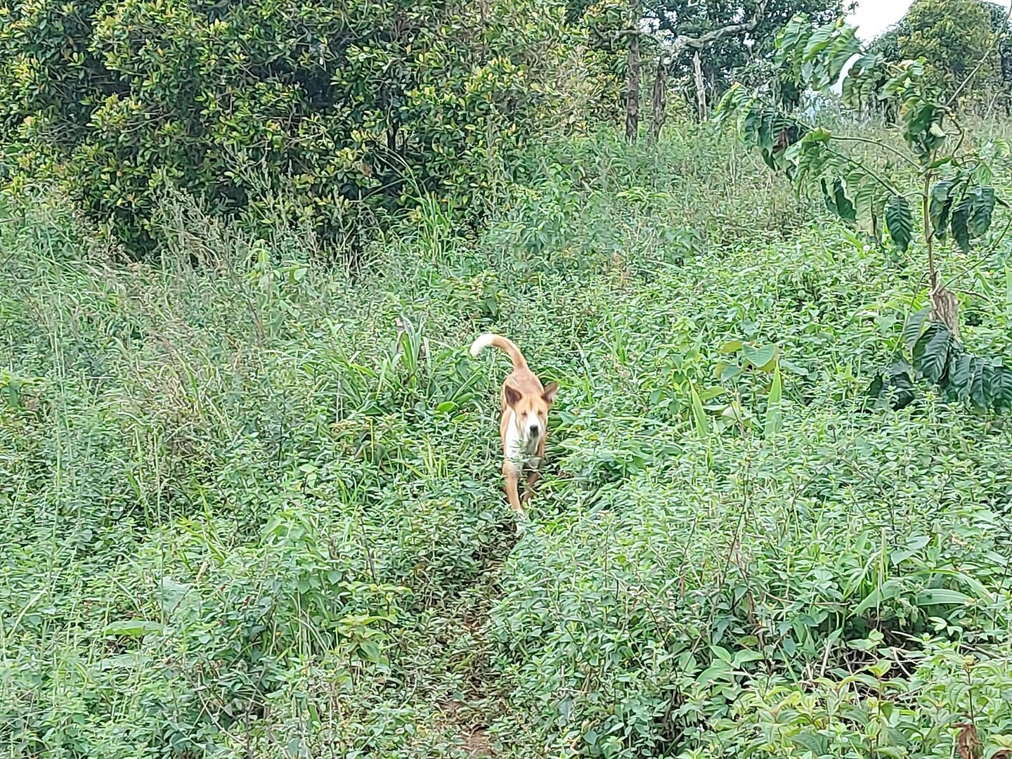 犬と一緒にチサドン経由 西2→北2 / OMUさんのクタ山の活動データ | YAMAP / ヤマップ