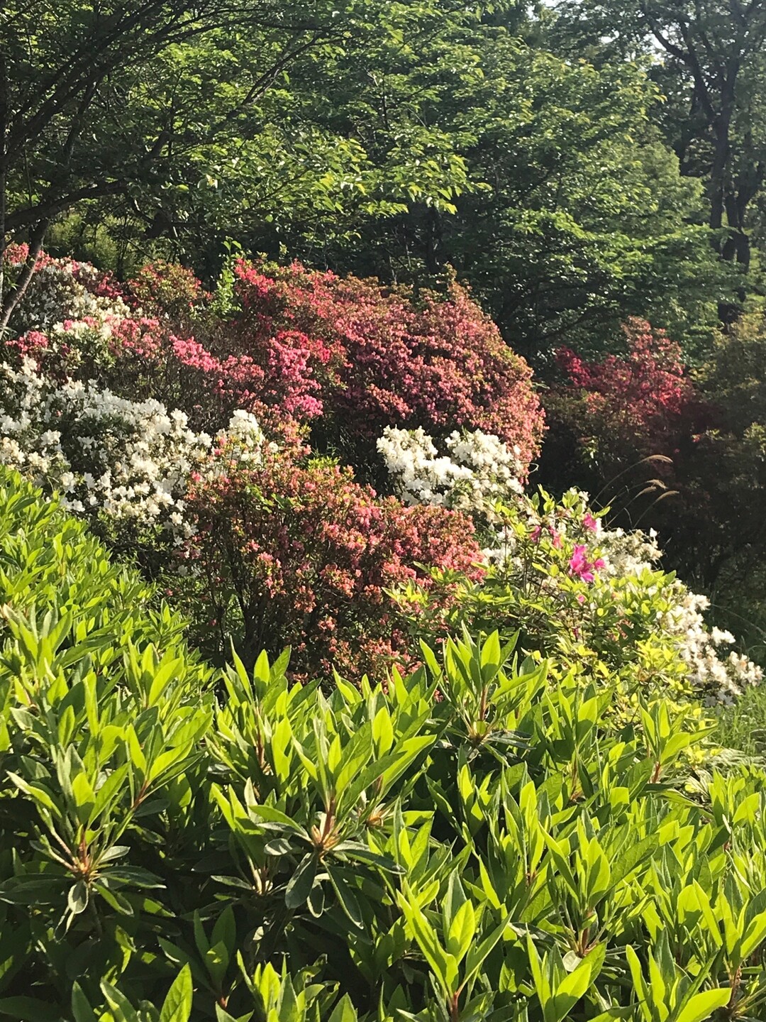 鏡山・両崖山・天狗山・かわら山・つる山・須永山・観音山・機神山 / drankmonkeyさんの両崖山・仙人ヶ岳・石尊山の活動日記 | YAMAP / ヤマップ