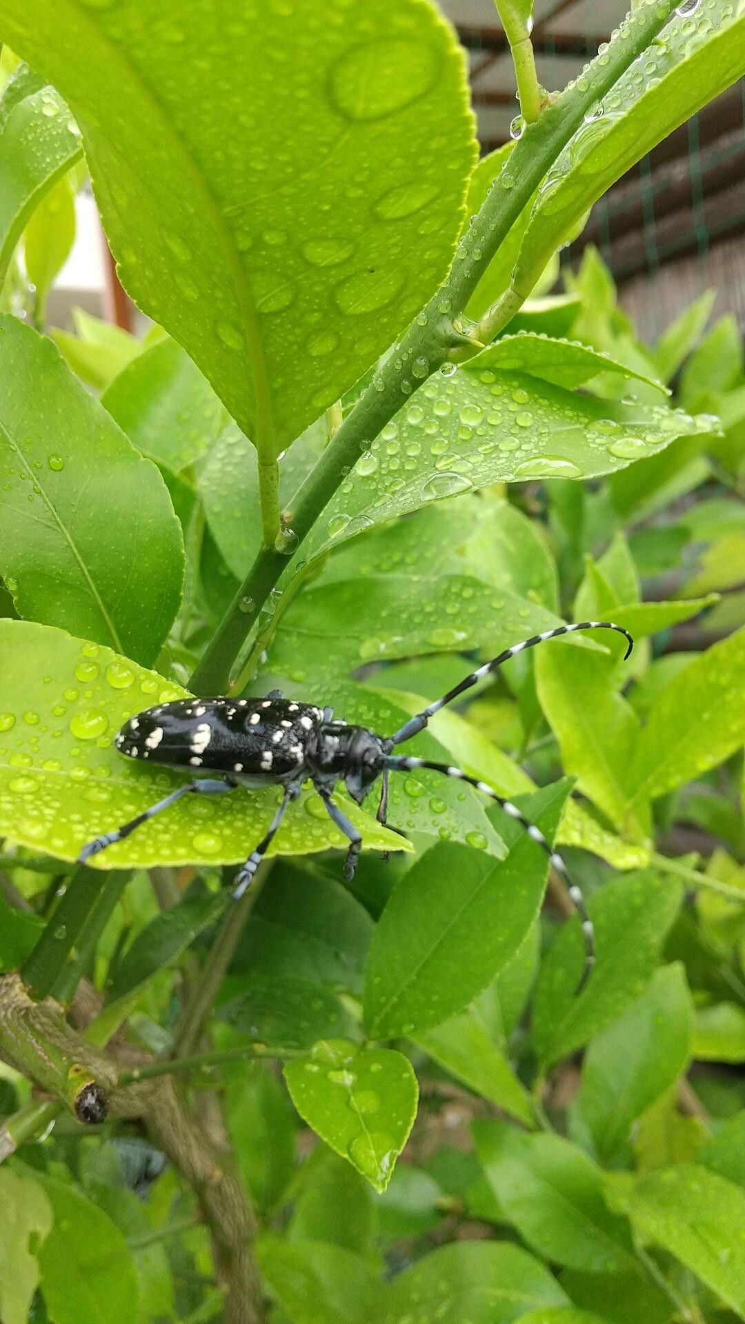 午後から変なお天気🌧️ 急に大雨降った... / paoさんのモーメント | YAMAP / ヤマップ