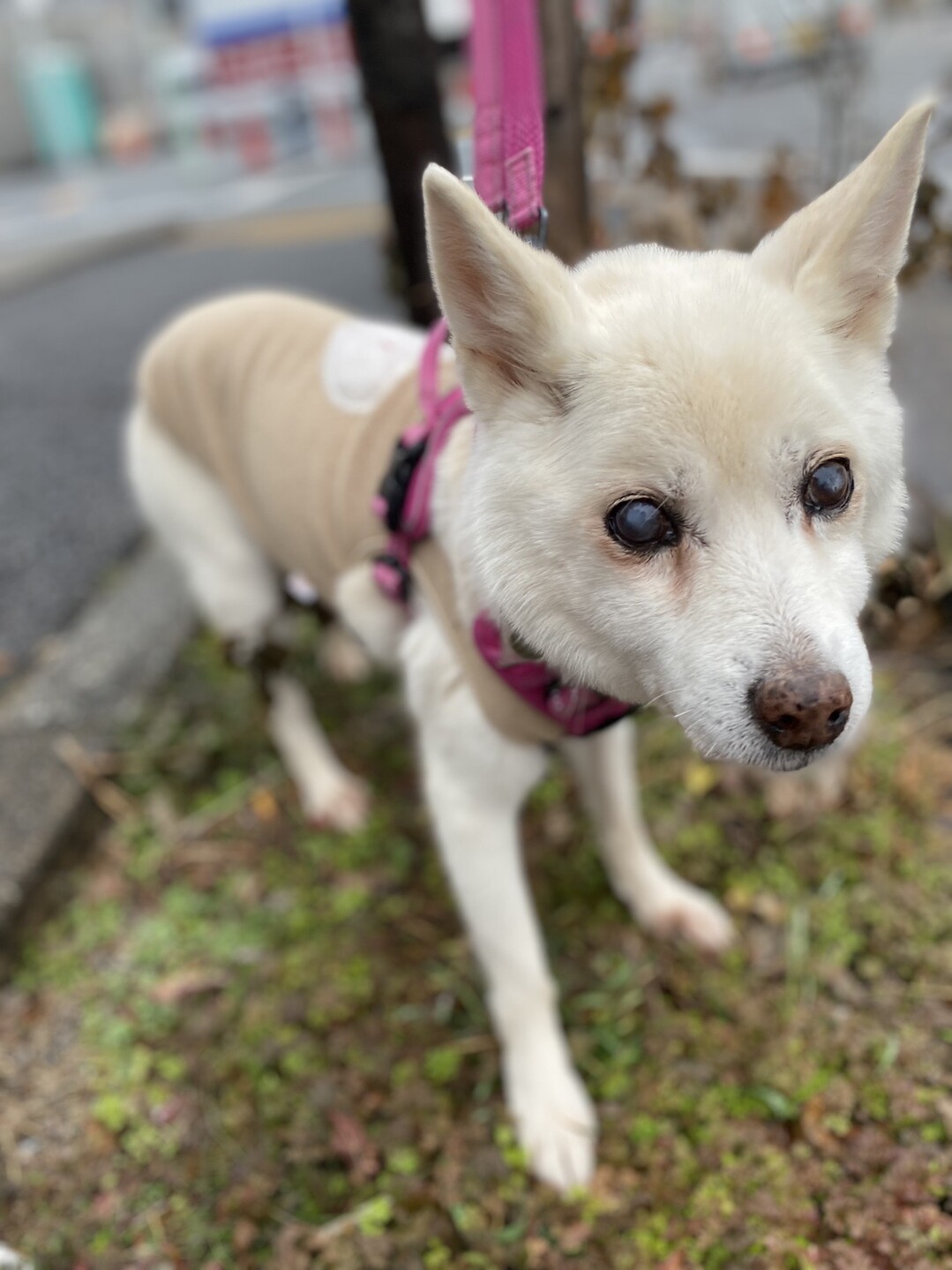 お試しでーす すいません、山と関係なくて... / azukiさんのモーメント | YAMAP / ヤマップ