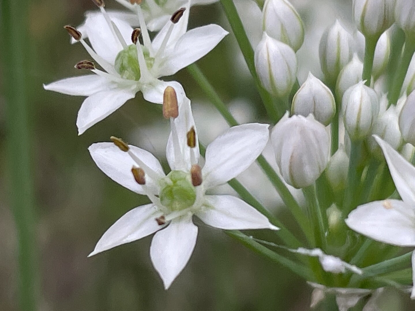 お花便りR4 vol.33 初秋の朝は、... / kaizaさんのモーメント | YAMAP / ヤマップ