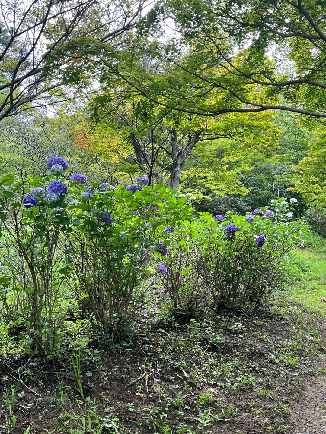 龍王山 / DC2 野郎さんの龍王山の活動データ | YAMAP / ヤマップ