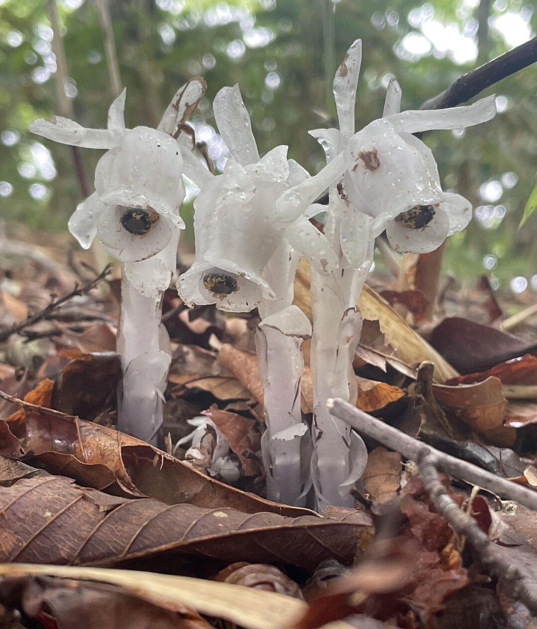 🤍霧の小五郎山⛰️ / guchiさんの小五郎山の活動データ | YAMAP / ヤマップ