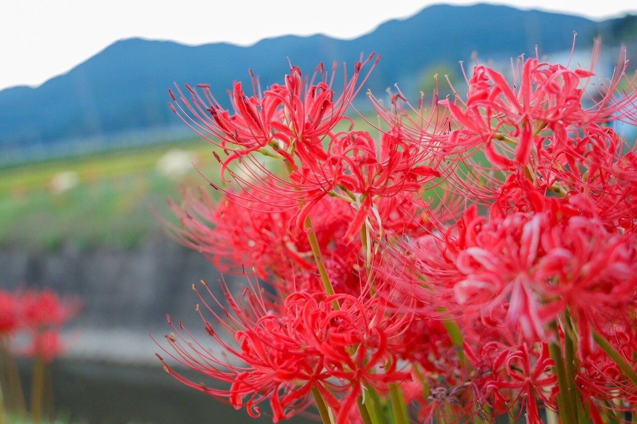 彼岸花が綺麗です。 奥の山は、基山です。... / daisagan さんのモーメント | YAMAP / ヤマップ