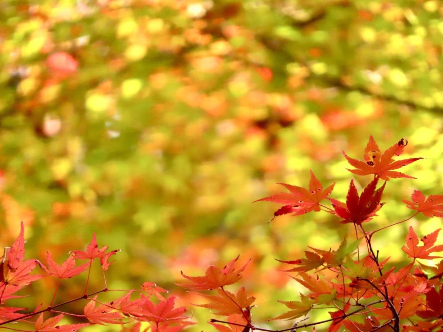 網掛山もみじ谷で紅葉と小冒険 / asimkさんの網掛山の活動データ | YAMAP / ヤマップ